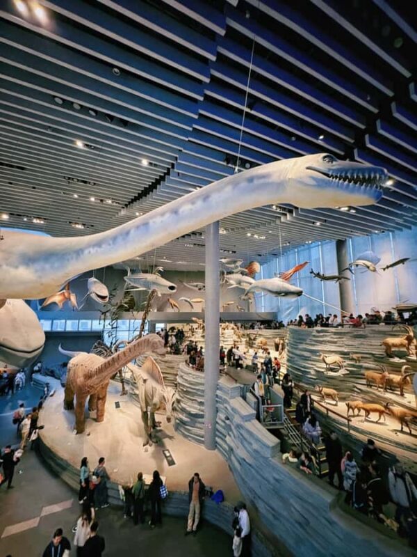 Shanghai Natural History Museum Entry Ticket - An In-Depth Look at the Shanghai Natural History Museum Experience