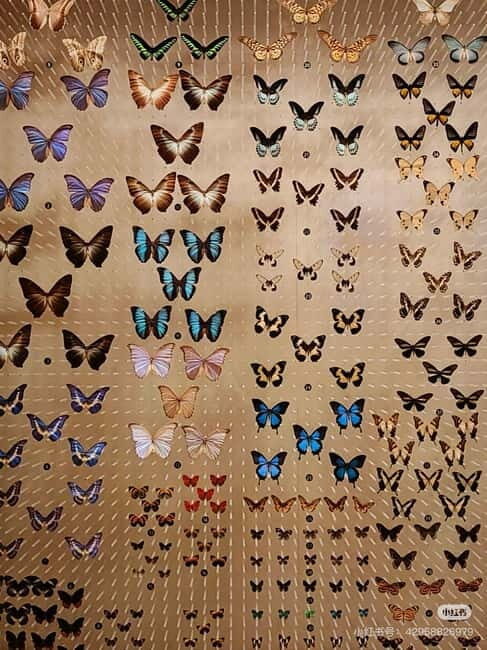 Shanghai: Natural History Museum Tickets Purchase service - Key Points