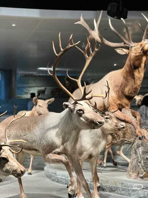 Shanghai: Natural History Museum Tickets Purchase service - Who Should Consider This Experience?