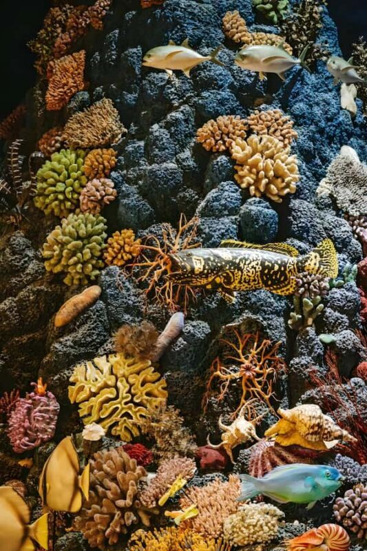 Shanghai: Natural History Museum Tour & River Cruise - Exploring the Museum: A Deep Dive into Nature and Design