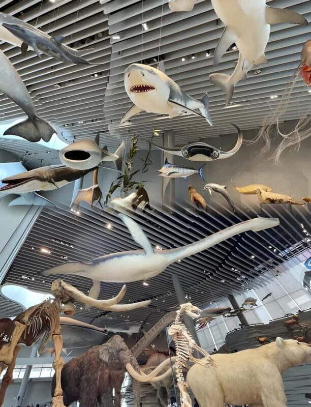 Shanghai: Natural History Museum Tour & River Cruise - Practical Details & Value