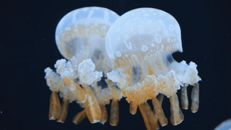 Shanghai: The Marine Wonders at Shanghai Ocean Aquarium - Final Thoughts