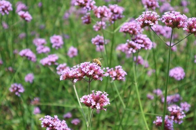 Shanghai to Suzhou Tai Lake and Moli Peak Private Hiking Tour - The Sum Up