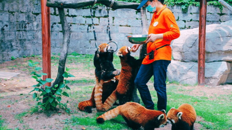Shanghai: Wild Animal Park Ticket - Final Thoughts: Is It Worth It?