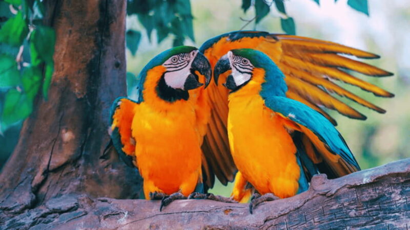 Shanghai: Wild Animal Park Ticket - FAQ
