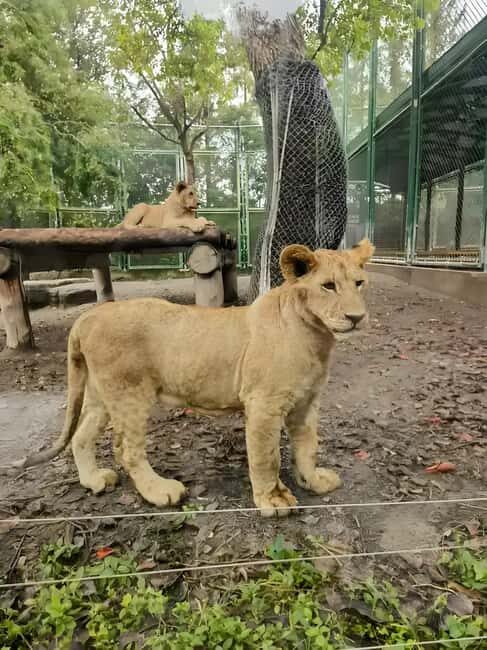 Shanghai Wildlife Park Panda & Predator Feeding Tour - Key Points