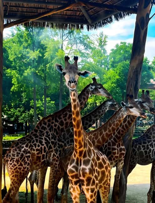 Shanghai Wildlife Park Panda & Predator Feeding Tour - An Overview of the Tour Experience