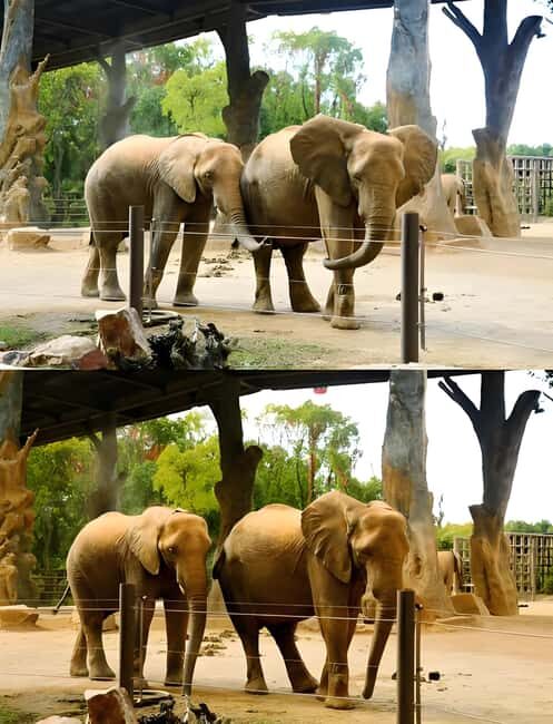 Shanghai Wildlife Park Panda & Predator Feeding Tour - Optional Shows and Additional Highlights