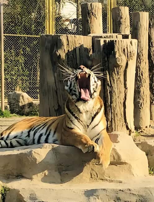 Shanghai Wildlife Park Panda & Predator Feeding Tour - What to Bring and Wear