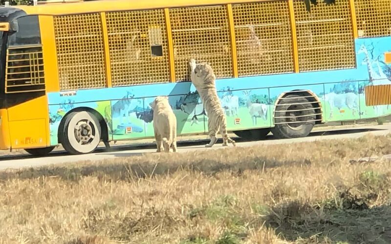 Shanghai Wildlife Park Panda & Predator Feeding Tour - Things to Keep in Mind