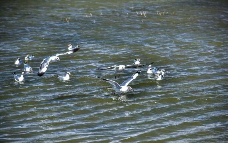 Shangri-La: Balagezong Scenic Area Private Tour - Key Points