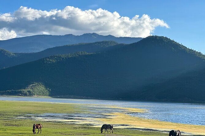 Shangri-La Day Tour Songzanlin Monastery and Napa Sea - Introduction to the Tour Experience