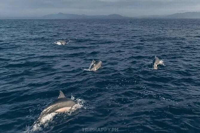 Shared Bohol Dolphin Watching and Pamilacan Island Tour - Key Points