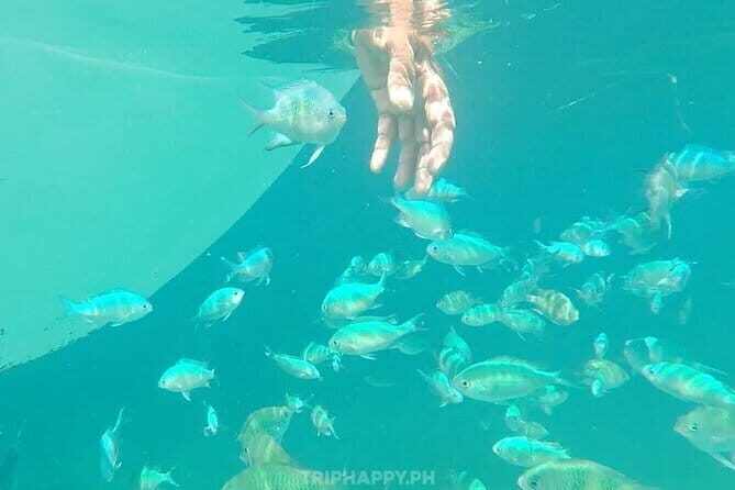 Shared Bohol Dolphin Watching and Pamilacan Island Tour - Transport & Timing: What To Expect