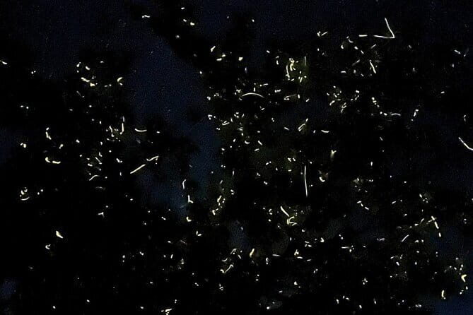 Shared Bohol Loboc River Firefly Watching Tour - The Experience and Itinerary: What You Can Expect