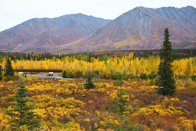 Shared Denali National Park Entrance to Fairbanks Transport - Why This Transfer Makes Sense for Different Types of Travelers