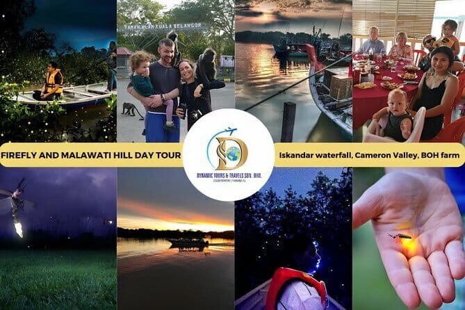 Shared Fireflies Tour with Blue Tears and Seafood Dinner - Who Will Love This Tour?