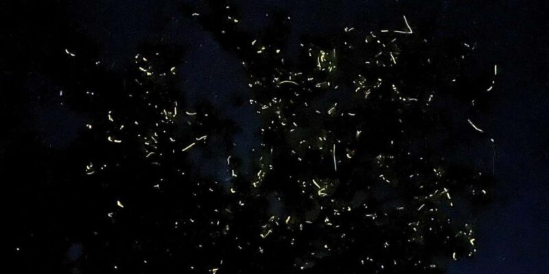 Shared Firefly Watching Cruise on Bohols Scenic Loboc River - The Experience in Detail