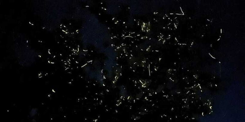 Shared Firefly Watching Cruise on Bohols Scenic Loboc River - Who Will Love This Tour?