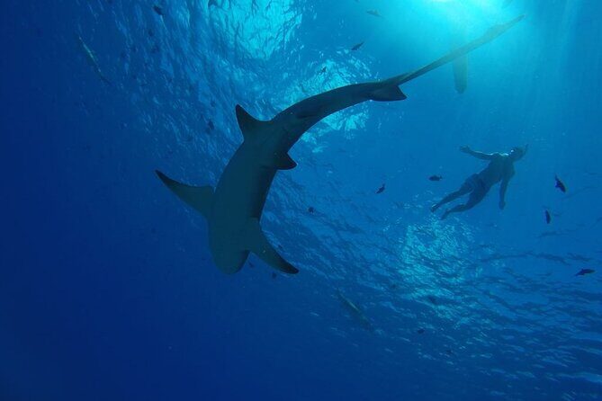 SHARED HALF DAY LAGOON TOUR - Bora Bora Cultural Lagoon Tour - Authentic Encounters and Detailed Experiences