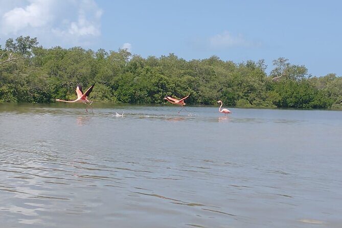 Shared mangroves kayak tour in Holbox - An In-Depth Look at the Tour Experience