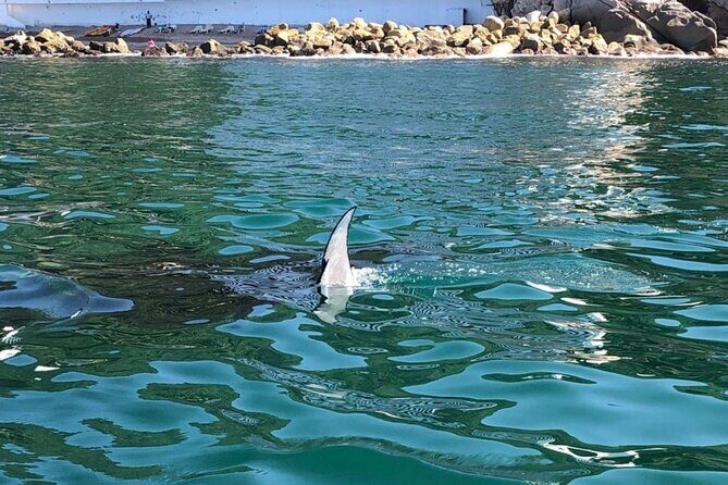 Shared Sailing Adventure Explore Puerto Vallarta by Sea - Key Points