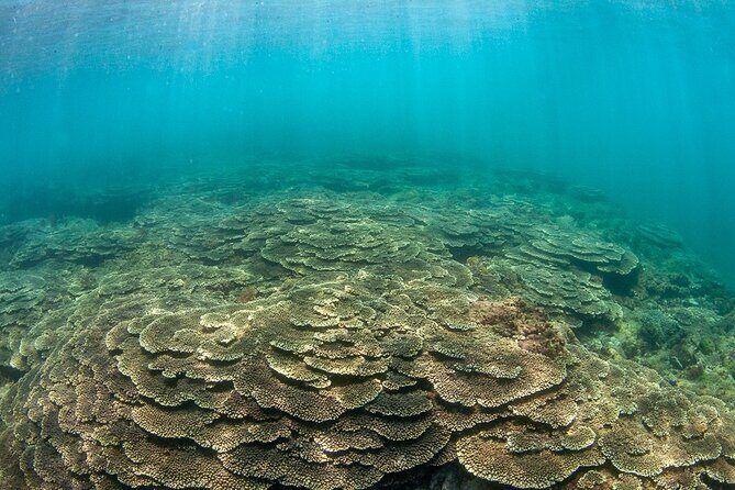 Shared Scuba Diving Trip in Kushimoto - Why You’ll Love the Experience in Kushimoto