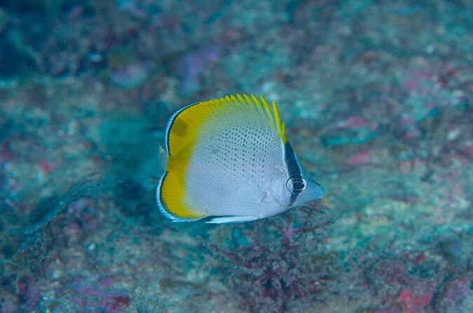 Shared Scuba Diving Trip in Kushimoto - Final Thoughts: Who Will Love This?