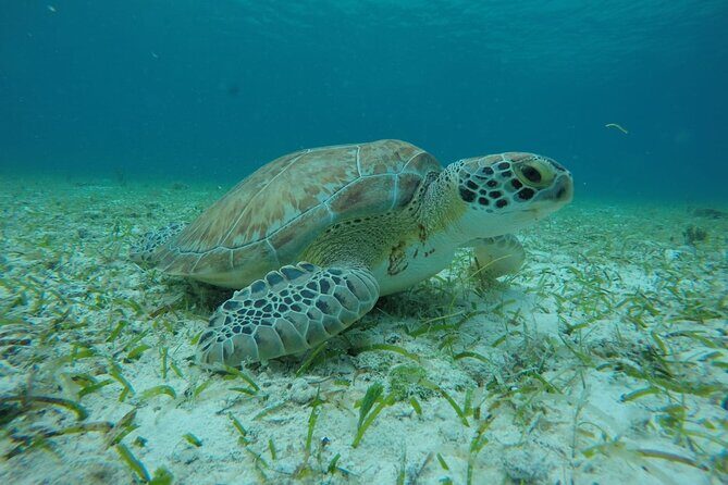 Shared Sky Snorkeling in Cozumel - Who Will Love This Tour?