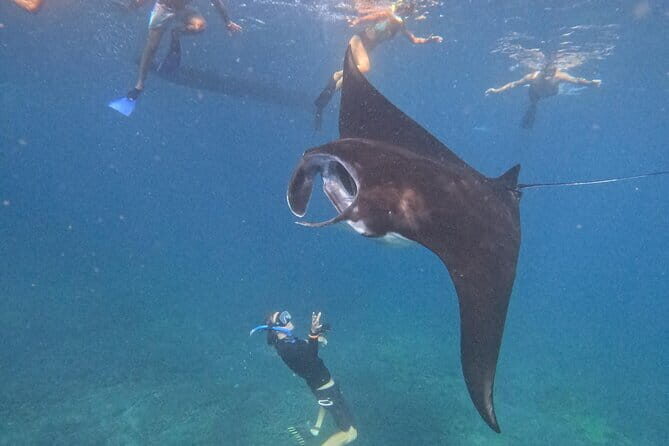 Shared Snorkeling 3-4 spot manta bay in Nusa Penida - The Value and Practicalities