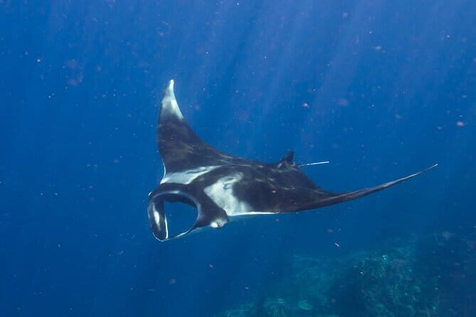 Shared Snorkeling 3-4 spot manta bay in Nusa Penida - FAQ