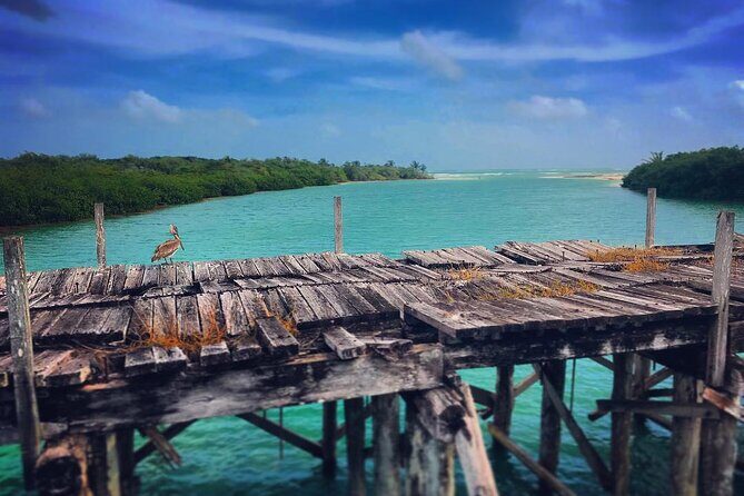 Shared Speedboat Tour: Nichupté Lagoon & Mangrove Adventure - Key Points