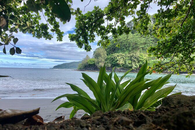 Shared Transfer: Tahiti Airport to Hotel or Cruise Port - Who Will Love This?