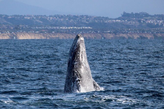 Shared Two-Hour Whale Watching Tour from Oceanside - Quick Introduction to the Tour
