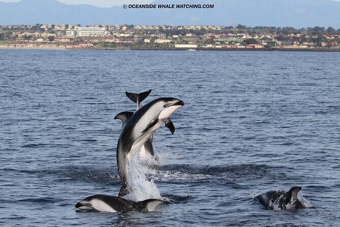 Shared Two-Hour Whale Watching Tour from Oceanside - FAQ