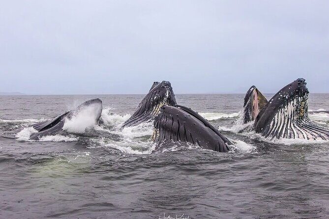 Shared Whale and Wildlife Viewing - Comparing with Similar Experiences