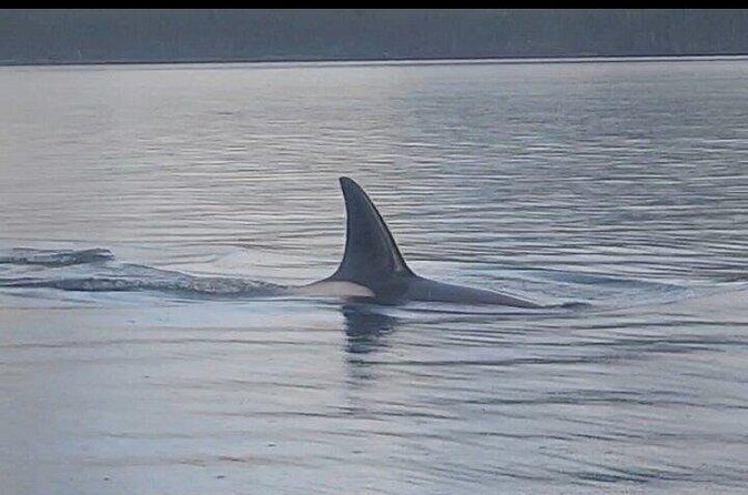 Shared Whale and Wildlife Viewing - FAQ