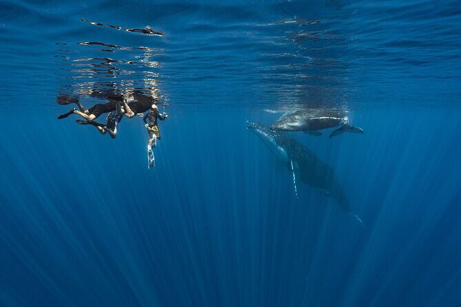 Shared Whale Expedition - The Experience in Detail