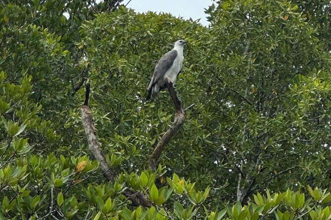 Sharing Boat Tour Langkawi Mangrove Adventure with Lunch - Who Is This Tour Best For?