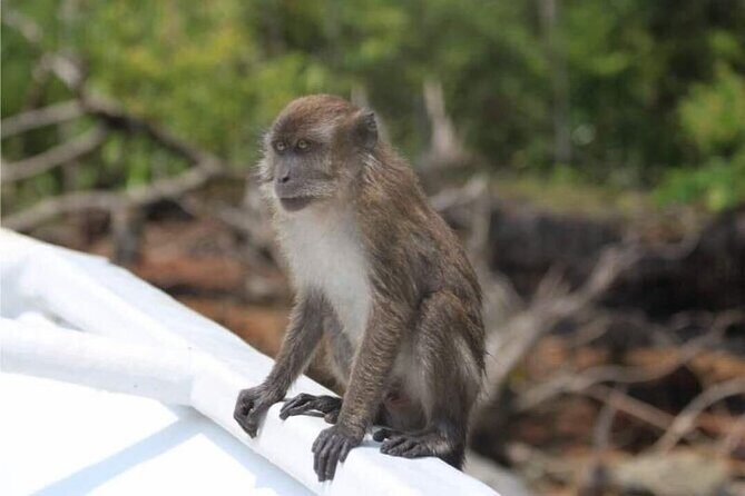 Sharing Half Day Mangrove Boat Tour With Lunch in Langkawi - Final Thoughts: Who Will Love This Tour?