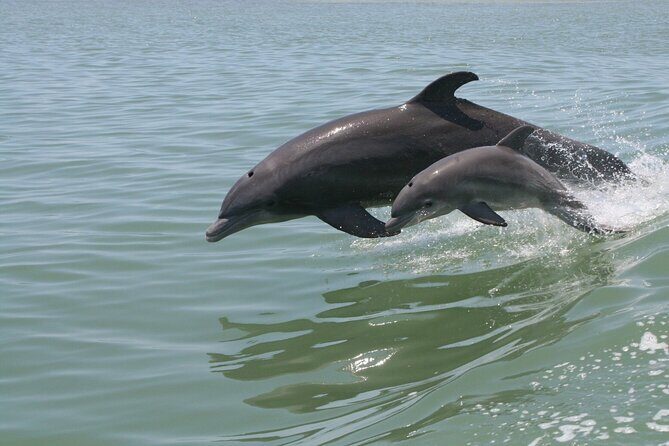 Shark Boat Destin Daytime Dolphin Watch and Sunset Cruise - Final Thoughts