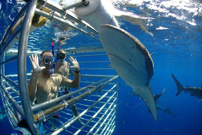 Shark Cage Diving In Oahu - An In-Depth Look at the Shark Cage Diving Experience