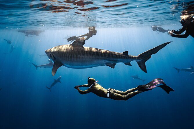 Shark Dive Private Charter No Cage - Introduction