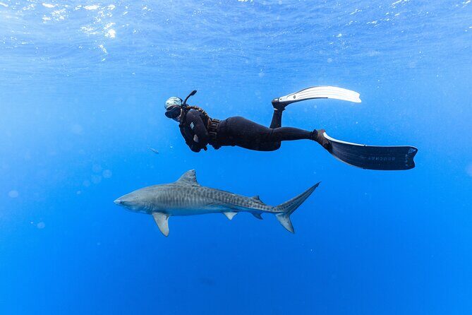 Shark Dive Private Charter No Cage - Key Points