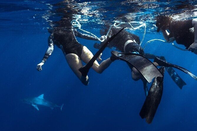 Shark Dive Private Charter No Cage - What the Tour Feels Like