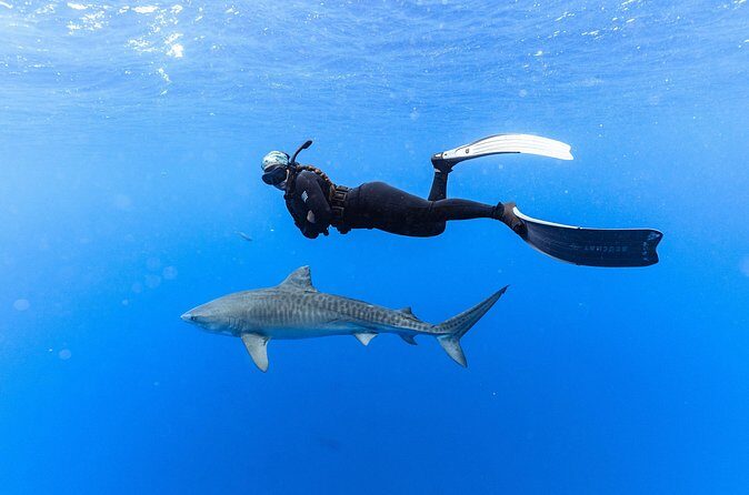 Shark Dive Private Charter No Cage - Analyzing the Value