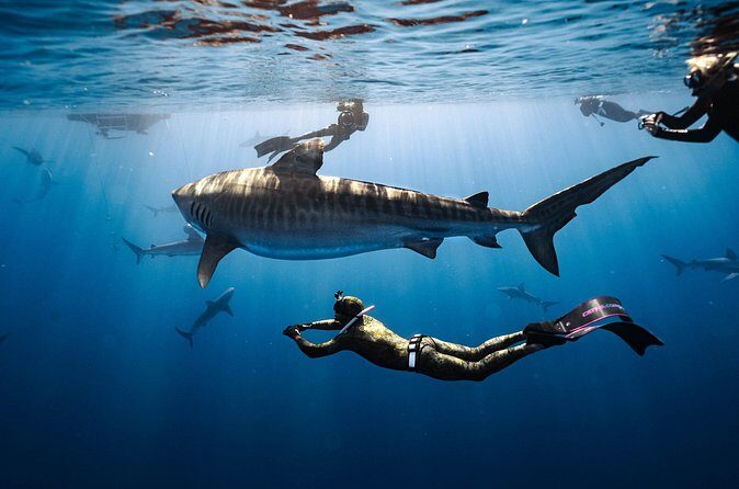 Shark Dive Private Charter No Cage - The Sum Up