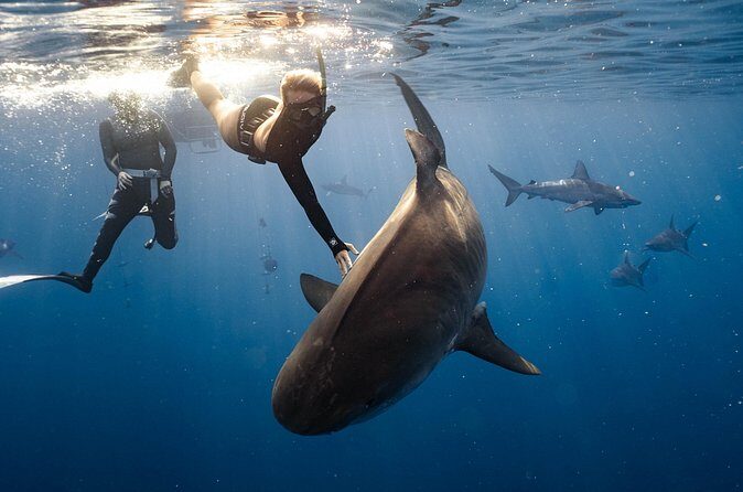 Shark Dive Private Charter No Cage - FAQ