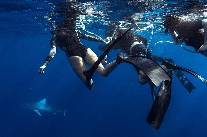 Shark Dive Private Charter No Cage - Final Words
