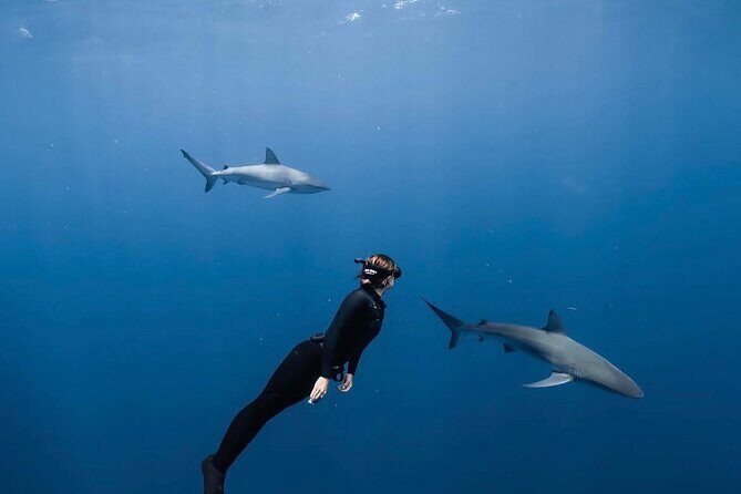 Shark Diving and Snorkeling in Oahu Hawaii - What You Can Expect on the Tour